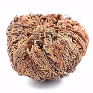 Yerbero - Jumbo Rose of Jericho Dried Flower 3.5'' - 6'' | Selaginella Lepidophylla | Resurrection Plant | Jumbo Size Dried Rose | Abundance, Prosperity, Sacred Rose, Doradilla Plant | 3.5'' - 6''