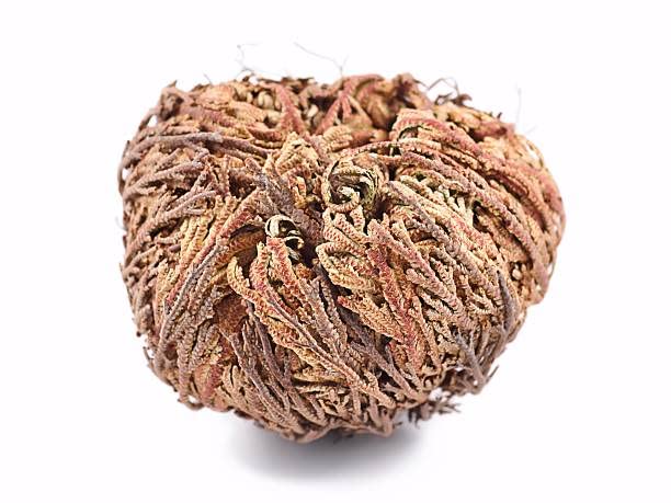 Yerbero - Jumbo Rose of Jericho Dried Flower 3.5'' - 6'' | Selaginella Lepidophylla | Resurrection Plant | Jumbo Size Dried Rose | Abundance, Prosperity, Sacred Rose, Doradilla Plant | 3.5'' - 6''