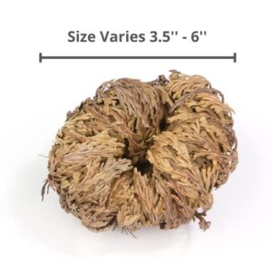 Yerbero - Jumbo Rose of Jericho Dried Flower 3.5'' - 6'' | Selaginella Lepidophylla | Resurrection Plant | Jumbo Size Dried Rose | Abundance, Prosperity, Sacred Rose, Doradilla Plant | 3.5'' - 6''