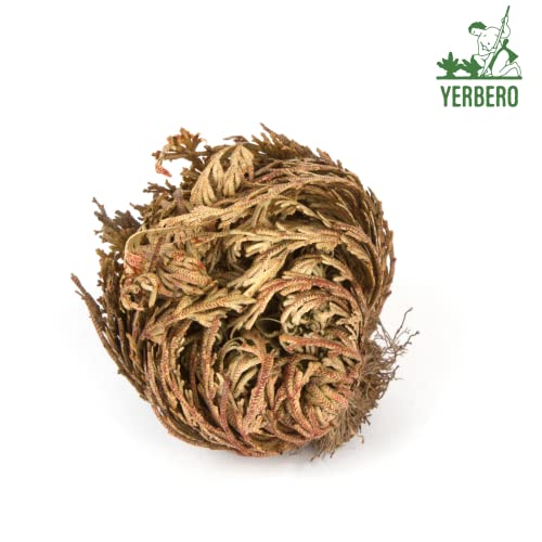 Yerbero - Jumbo Rose of Jericho Dried Flower 3.5'' - 6'' | Selaginella Lepidophylla | Resurrection Plant | Jumbo Size Dried Rose | Abundance, Prosperity, Sacred Rose, Doradilla Plant | 3.5'' - 6''