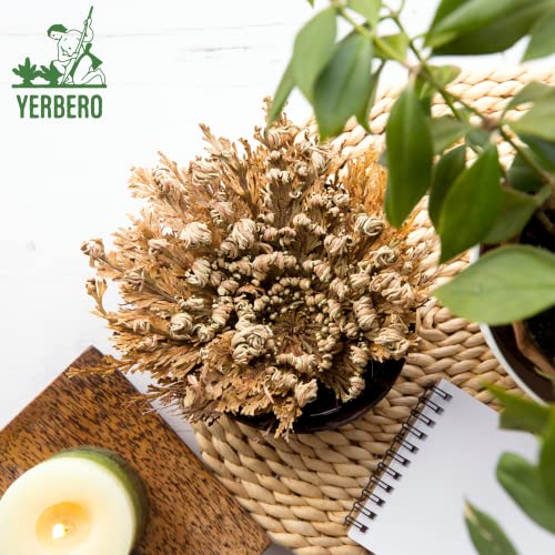 Yerbero - Jumbo Rose of Jericho Dried Flower 3.5'' - 6'' | Selaginella Lepidophylla | Resurrection Plant | Jumbo Size Dried Rose | Abundance, Prosperity, Sacred Rose, Doradilla Plant | 3.5'' - 6''