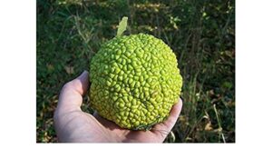 10 hedge apple osage orange horse apple monkey ball maclura pomifera tree seeds