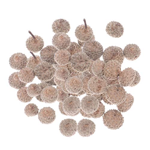 Ciieeo Natural Acorns Top Bulk Real Rustic Acorns Caps for Craft Christmas Thanksgiving Pine Cone Ornament Winter Xmas Tree Wreath Vase Filler Decoration 50PCS