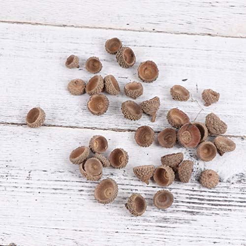 Ciieeo Natural Acorns Top Bulk Real Rustic Acorns Caps for Craft Christmas Thanksgiving Pine Cone Ornament Winter Xmas Tree Wreath Vase Filler Decoration 50PCS