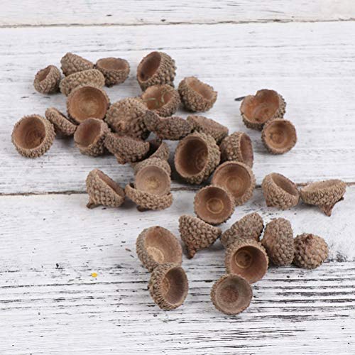 Ciieeo Natural Acorns Top Bulk Real Rustic Acorns Caps for Craft Christmas Thanksgiving Pine Cone Ornament Winter Xmas Tree Wreath Vase Filler Decoration 50PCS