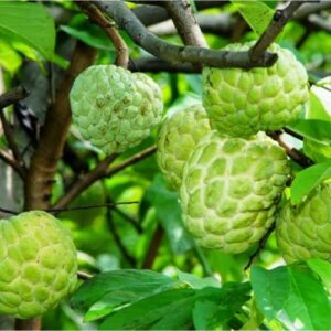 annona squamosa sugar apple tree live plant na dai, sugar apple fruit tree 8 inc tall, sugar apple plant for planting