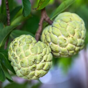 annona squamosa sugar apple tree live plant 8 inc tall, sweet sugar apple fruit tree na dai, sugar apple plant