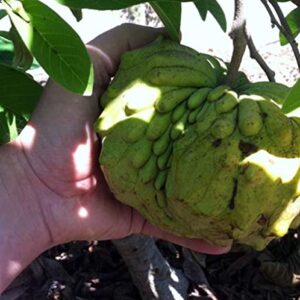 chuxay garden atemoya,custard apple tree 10 seeds sweet fruit green health organic naturally occurring hybrid tree great gardening gifts