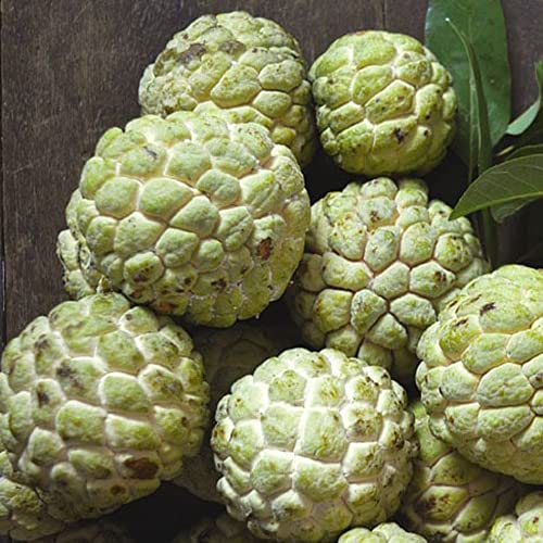 CHUXAY GARDEN Atemoya,Custard Apple Tree 10 Seeds Sweet Fruit Green Health Organic Naturally Occurring Hybrid Tree Great Gardening Gifts