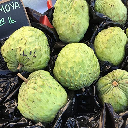 CHUXAY GARDEN Atemoya,Custard Apple Tree 10 Seeds Sweet Fruit Green Health Organic Naturally Occurring Hybrid Tree Great Gardening Gifts