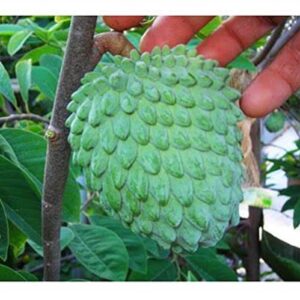 CHUXAY GARDEN Atemoya,Custard Apple Tree 10 Seeds Sweet Fruit Green Health Organic Naturally Occurring Hybrid Tree Great Gardening Gifts