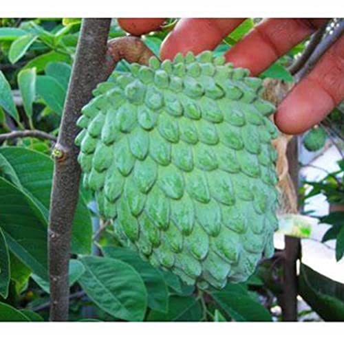 CHUXAY GARDEN Atemoya,Custard Apple Tree 10 Seeds Sweet Fruit Green Health Organic Naturally Occurring Hybrid Tree Great Gardening Gifts