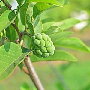 Sugar Apple Tree Live Plant Annona Squamosa Asia Sugar Apple Plant 8 Inc Tall Sweet Tropical Fruits