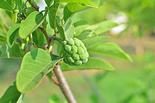 Sugar Apple Tree Live Plant Annona Squamosa Asia Sugar Apple Plant 8 Inc Tall Sweet Tropical Fruits