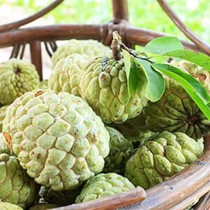 sugar apple tree live plant annona squamosa asia sugar apple plant 8 inc tall sweet tropical fruits