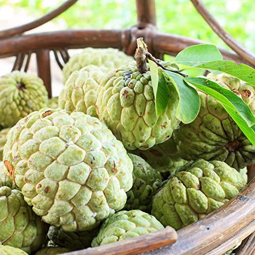 Sugar Apple Tree Live Plant Annona Squamosa Asia Sugar Apple Plant 8 Inc Tall Sweet Tropical Fruits