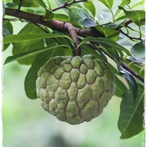 Sugar Apple Tree Live Plant Annona Squamosa Asia Sugar Apple Plant 8 Inc Tall Sweet Tropical Fruits