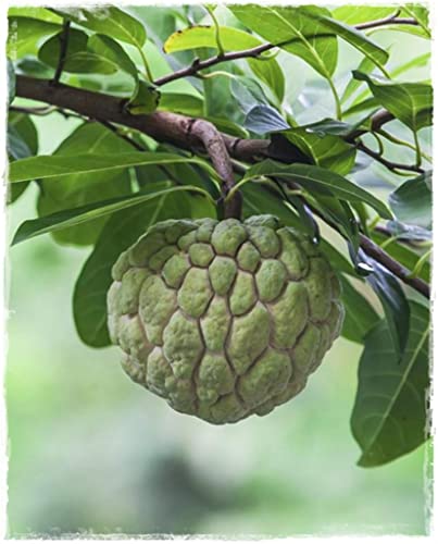 Sugar Apple Tree Live Plant Annona Squamosa Asia Sugar Apple Plant 8 Inc Tall Sweet Tropical Fruits