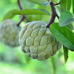 Sugar Apple Tree Live Plant Annona Squamosa Asia Sugar Apple Plant 8 Inc Tall Sweet Tropical Fruits