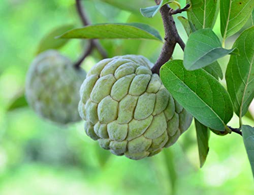 Sugar Apple Tree Live Plant Annona Squamosa Asia Sugar Apple Plant 8 Inc Tall Sweet Tropical Fruits