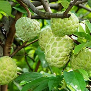 Sugar Apple Tree Live Plant Annona Squamosa Asia Sugar Apple Plant 8 Inc Tall Sweet Tropical Fruits