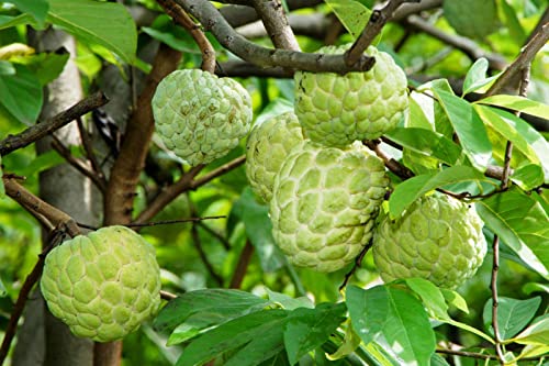 Sugar Apple Tree Live Plant Annona Squamosa Asia Sugar Apple Plant 8 Inc Tall Sweet Tropical Fruits