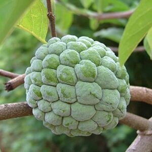 Sugar Apple Tree Live Plant Annona Squamosa Asia Sugar Apple Plant 8 Inc Tall Sweet Tropical Fruits