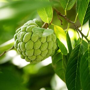 Sugar Apple Tree Live Plant Annona Squamosa Asia Sugar Apple Plant 8 Inc Tall Sweet Tropical Fruits