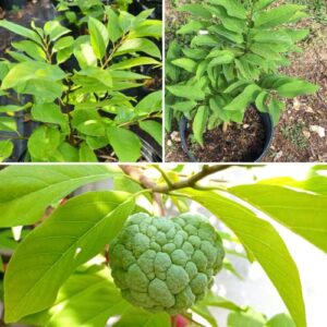 Sugar Apple Tree Live Plant Annona Squamosa Asia Sugar Apple Plant 8 Inc Tall Sweet Tropical Fruits