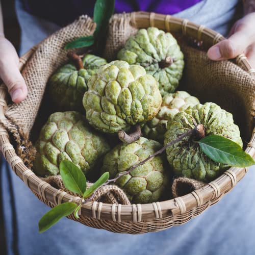 Sugar Apple Tree Live Plant Annona Squamosa Asia Sugar Apple Plant 8 Inc Tall Sweet Tropical Fruits