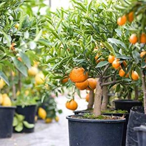 GARDENERA Citrus Tree Potting Soil Mix, Special Blend for Indoor Oranges, Lemons, Limes and More - (1 Quart Bag)