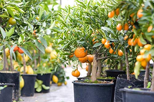 GARDENERA Citrus Tree Potting Soil Mix, Special Blend for Indoor Oranges, Lemons, Limes and More - (1 Quart Bag)