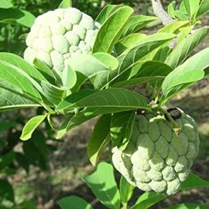 60 Pcs Sugar Apple Seeds for Planting Custard Apple, Annona squamosa Seeds, Delicious Sweet Fruits