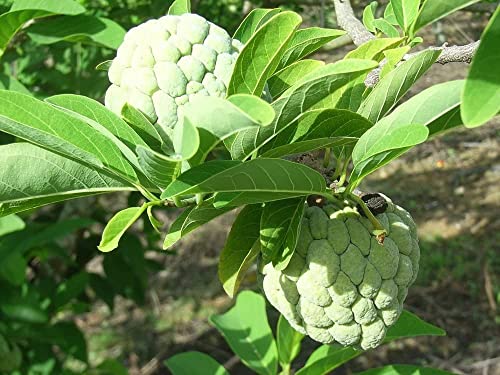 60 Pcs Sugar Apple Seeds for Planting Custard Apple, Annona squamosa Seeds, Delicious Sweet Fruits