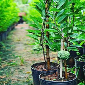 60 Pcs Sugar Apple Seeds for Planting Custard Apple, Annona squamosa Seeds, Delicious Sweet Fruits