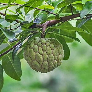 60 Pcs Sugar Apple Seeds for Planting Custard Apple, Annona squamosa Seeds, Delicious Sweet Fruits