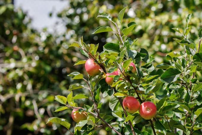 5 Honeycrisp Apple Seeds Fruit Tree for Your Garden Planting Outdoors, Tropical Fruit Sweet Heirloom Seeds Vine