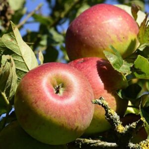 5 Honeycrisp Apple Seeds Fruit Tree for Your Garden Planting Outdoors, Tropical Fruit Sweet Heirloom Seeds Vine