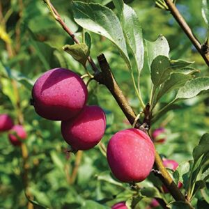 2 dolgo crabapple trees live plants 12 to 22 inc tall, crab apple fruits crabapple plants seedling