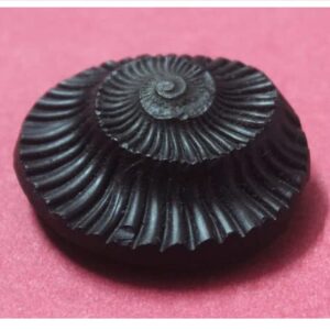 SynSpiritStore Original Shaligram/Shalagram Shila Stone (Approx. Half Inch) for Lord Vishnu Pooja and Tulsi Pooja, Nepal Gandaki River Stone