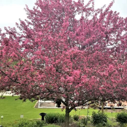 CHUXAY GARDEN Malus 'Prairifire',Crabapple Seed,Crab Apple 30 Seeds Privacy Screen Plant Deciduous Tree Beautiful Small Ornamental Tree Great for Garden