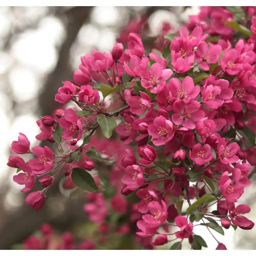 CHUXAY GARDEN Malus 'Prairifire',Crabapple Seed,Crab Apple 30 Seeds Privacy Screen Plant Deciduous Tree Beautiful Small Ornamental Tree Great for Garden