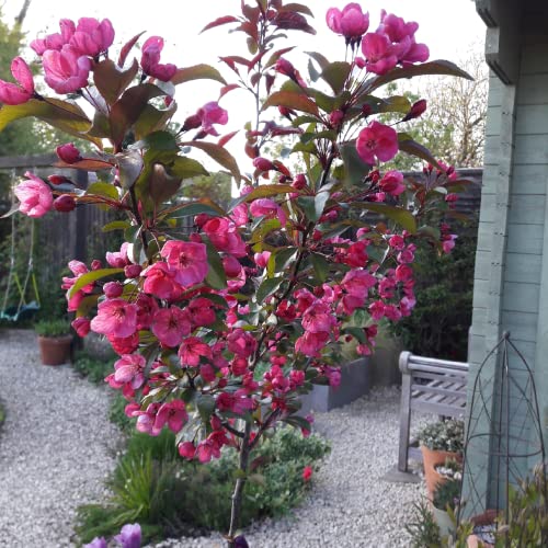 CHUXAY GARDEN Malus 'Prairifire',Crabapple Seed,Crab Apple 30 Seeds Privacy Screen Plant Deciduous Tree Beautiful Small Ornamental Tree Great for Garden