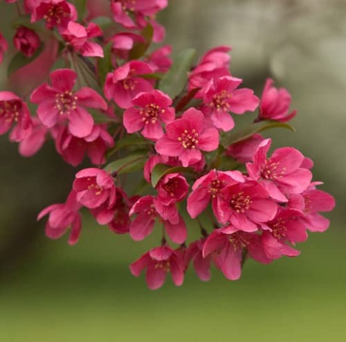 CHUXAY GARDEN Malus 'Prairifire',Crabapple Seed,Crab Apple 30 Seeds Privacy Screen Plant Deciduous Tree Beautiful Small Ornamental Tree Great for Garden