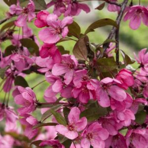 CHUXAY GARDEN Malus 'Prairifire',Crabapple Seed,Crab Apple 30 Seeds Privacy Screen Plant Deciduous Tree Beautiful Small Ornamental Tree Great for Garden