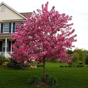 CHUXAY GARDEN Malus 'Prairifire',Crabapple Seed,Crab Apple 30 Seeds Privacy Screen Plant Deciduous Tree Beautiful Small Ornamental Tree Great for Garden