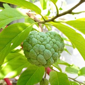 green sugar apple sweetsop tree plant 6 to 8 inc tall plant live tropical fruit tree