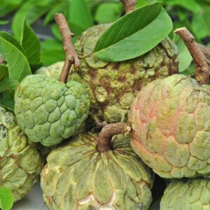 Green Sugar Apple Sweetsop Tree Plant 6 to 8 Inc Tall Plant Live Tropical Fruit Tree