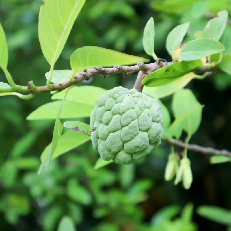 Green Sugar Apple Sweetsop Tree Plant 6 to 8 Inc Tall Plant Live Tropical Fruit Tree