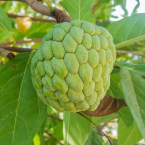 Green Sugar Apple Sweetsop Tree Plant 6 to 8 Inc Tall Plant Live Tropical Fruit Tree